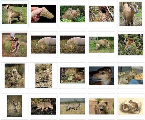 Figure 5 From Semretriev An Ontology Driven Image Retrieval Sys Tem Semantic Scholar