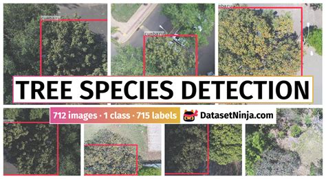 tree species detection dataset ninja