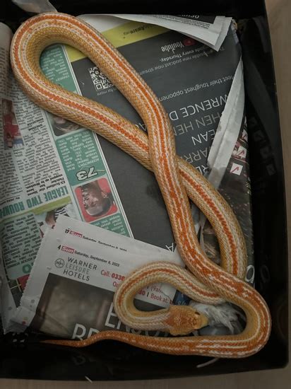 Albino Stripe San Diego Gopher Gopher Snake By J An T Colubrids