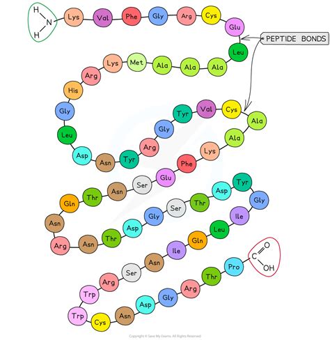 Which Of These Illustrates The Secondary Structure Of A Protein