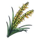 Rice Plant Panicle Honkai Star Rail Hoyowiki