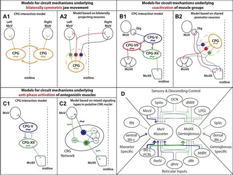 figures and data in monosynaptic premotor circuit tracing reveals