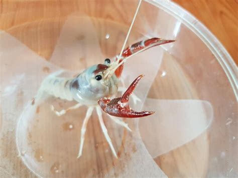 Premium Photo Close Up Of Crab In Water