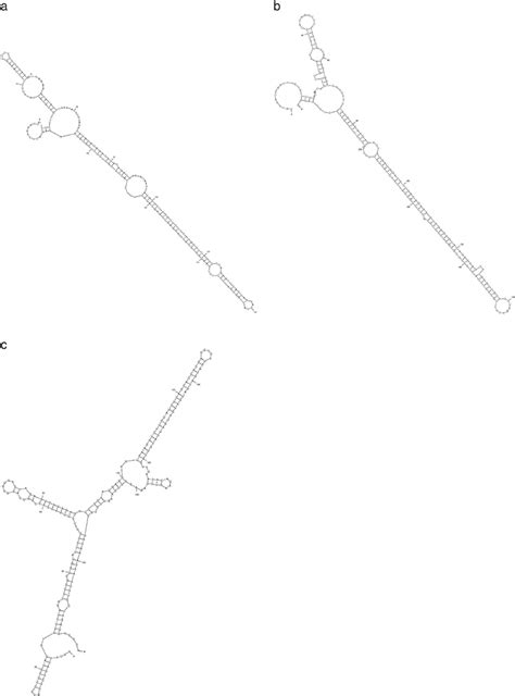 A Stem Loop Structure Of Predicted Han Mir160a B Stem Loop