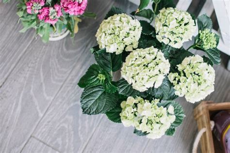 Агрономы объяснили что можно сажать рядом с гортензией Сельский Житель Дзен