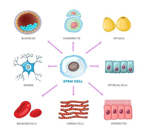 Типы дифференциации стволовых клеток Премиум вектор