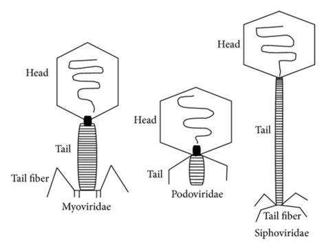 Siphoviridae Alchetron The Free Social Encyclopedia