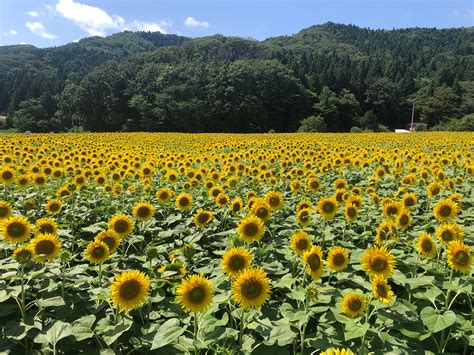 和味フラワーパーク モリハチ旅｜盛岡・八幡平広域観光エリア 公式サイト【岩手県・秋田県】