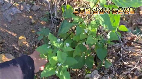 콩 알이꽉 차면잎이 갈변되어 떨어진다 Youtube