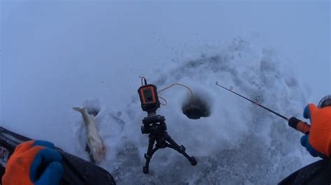 В ПОИСКАХ КЛЫКАСТОГО РЫБАКА НА СУДАКА РЫБАЛКА НА ОБСКОМ ВОДОХРАНИЛИЩЕ Youtube