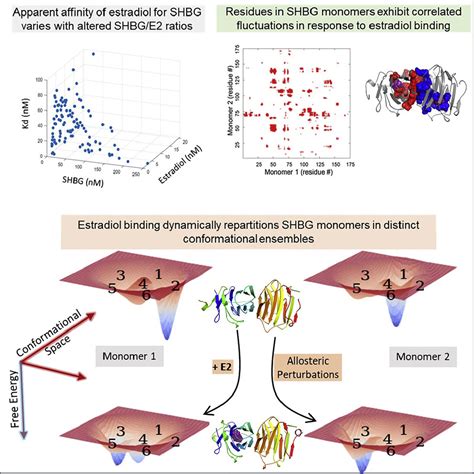 Estradiol Induces Allosteric Coupling And Partitioning Of Sex Hormone Binding Globulin Monomers