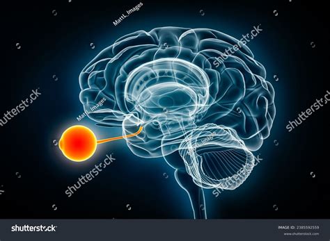 Eye Optic Nerve X Ray View 3d Stock Illustration 2385592559 Shutterstock