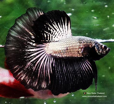 Betta Crowntail Dragon