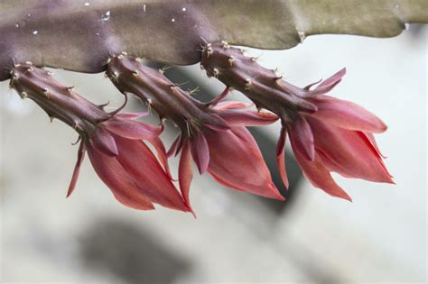 Orchid Cactus Care Tips How To Grow An Orchid Cactus 2025 Masterclass