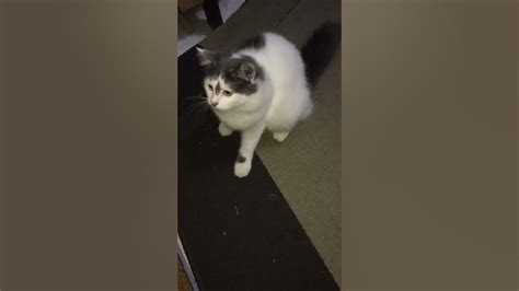 Moezza Lg Main Youtube