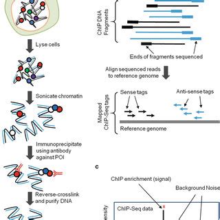 PDF ChIP Seq Data Analysis Identification Of Protein DNA Binding Sites With SISSRs Peak Finder