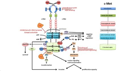 Hgf Sf Mediated Activation Of C Met And Relayed Downstream Signalling