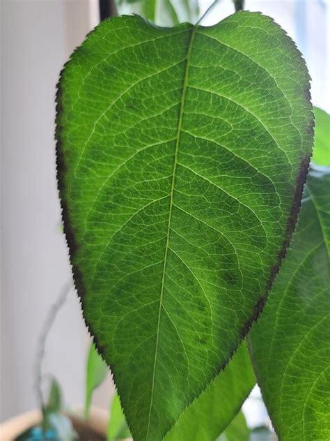 배 나무 잎 테두리 검게 변함 지식in