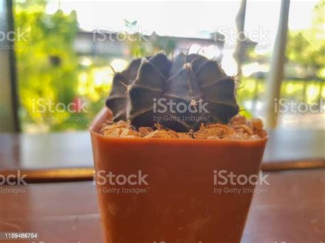 핀 쿠션 선인장 현실적인 컬렉션을 포함 하 여 인기 있는 실내 식물 요소와 다육 식물 장미 꽃 품종 0명에 대한 스톡 사진 및 기타 이미지 Istock