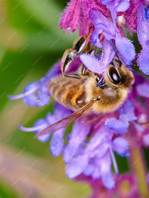 Primer Plano De Abeja En Flor Para La Recolección De Polen En Primavera O Planta Púrpura De