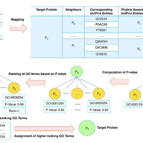 Ppi Network Based Protein Function Prediction Go Term Enrichment With Download Scientific