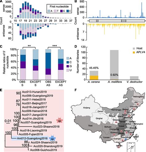 Analysis Of Small Rnas And Variants Of Apis Picorna Like Virus 4 A Download Scientific Diagram