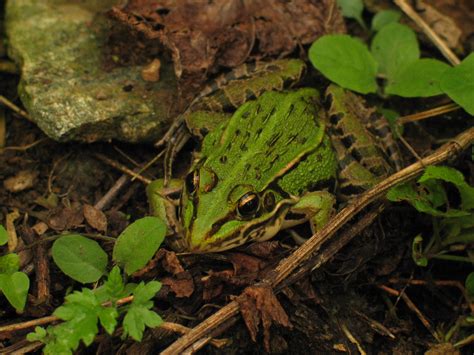 [양서류]참개구리 양서류 생물종 Bric