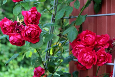 무료 이미지 자연 꽃잎 여름 장미 꽃 녹색 빨간 담홍색 플로라 꽃들 이파리 플로리스트 리 플로리 분다 꽃 피는 식물 정원 장미 장미 가족