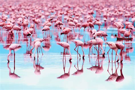 Why Are Flamingos The Color Pink