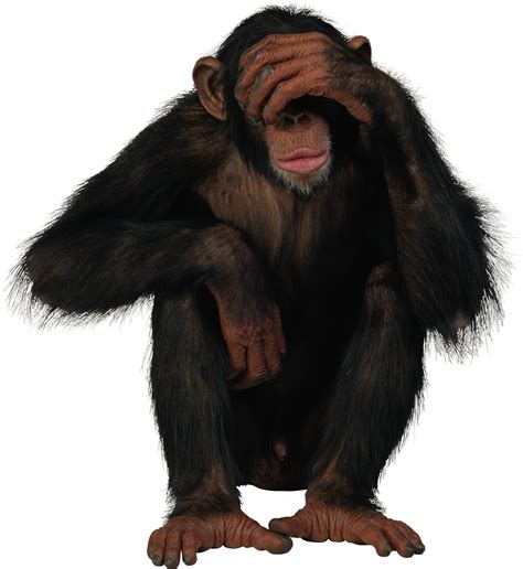 Monkey Monkey PNG Png Download 2384 2596 Free Transparent Common Chimpanzee Png Download