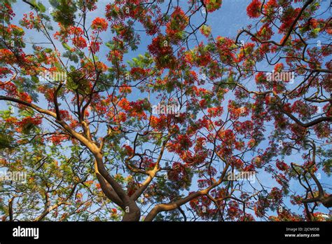Phoenix Flower In Summer Stock Photo Alamy