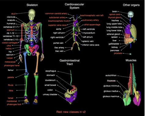 University Hospital Of Basel Unveils Totalsegmentator A Deep Learning Segmentation Model That