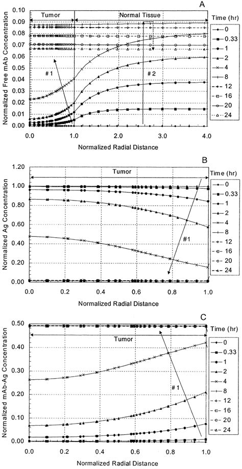 The Spatial And Temporal Distribution Over 24 H Of A Free Mab In The