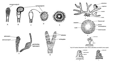 Thallus Organisation In Algae Types Structure Examples Biology Notes Online