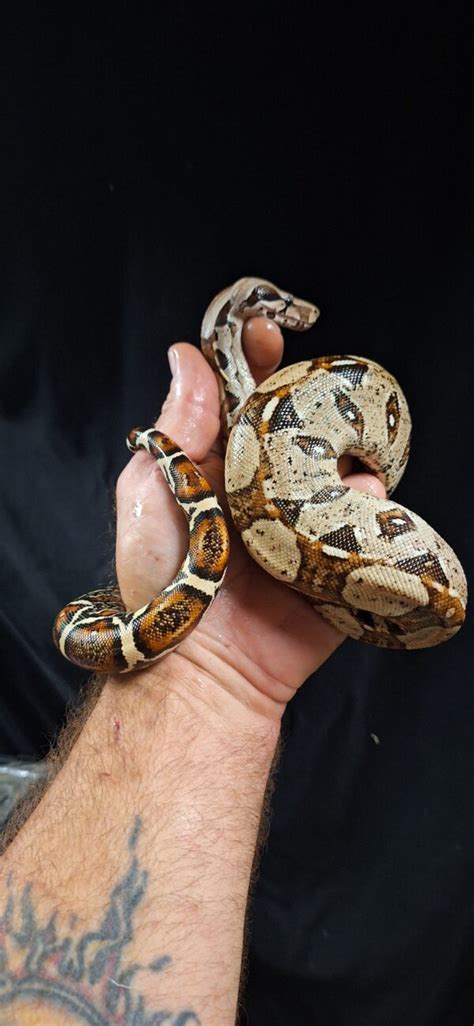 Male Red Tailed Boa Reptile Mart