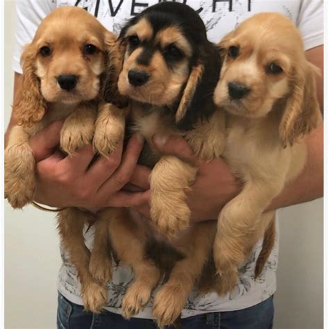 Cocker Spaniel Puppy
