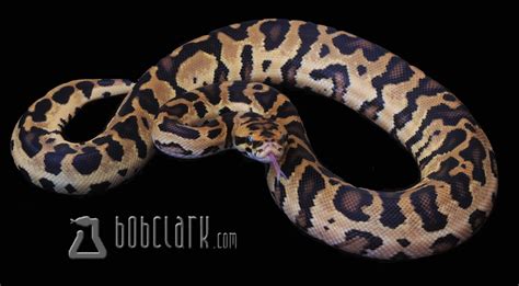 Burmese X Ball Python Hybrid At Kenneth Bray Blog