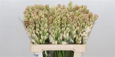 درباره گل مریم نماد در مسیحیت و خواص درمانی گل هلند