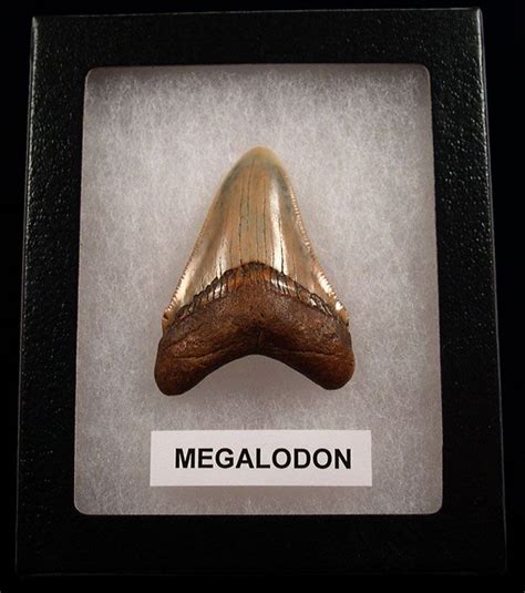 Megalodon My First Megalodon What Makes These Fossils So Valuable