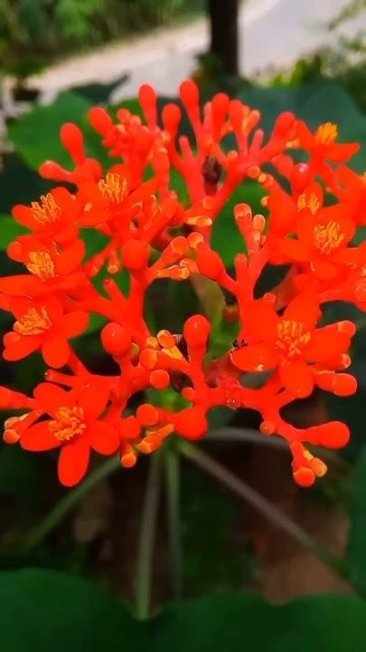 කැපුම්කීරිය මල 💐 ඖෂධීය ශාක ️kapumkiiriya Flowers 🥀 Nature Flowers Viral Garden Shorts