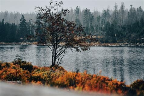 Scenic View Of Lake In Forest During Autumn Premium Photo