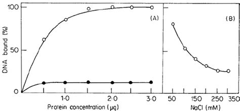 Nitrocellulose Filter Binding Assay Of 34 Kd Dbp A Increasing Download Scientific Diagram