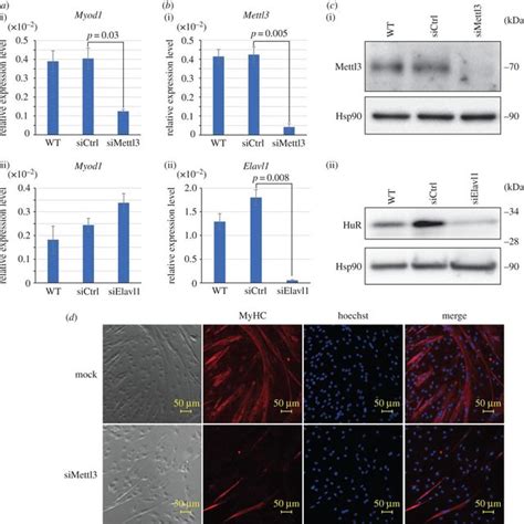 knockdown of mettl3 but not hur downregulates myod mrna levels and