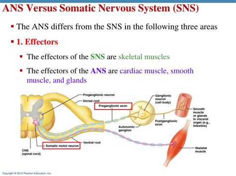 😍 What Is Somatic Motor The Visceral Motor System 2019 02 06