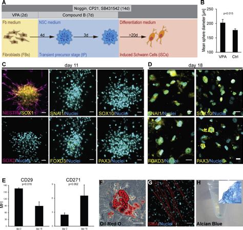 Conversion Of Human Fibroblasts Into A Transient Neural Precursor Stage Download Scientific