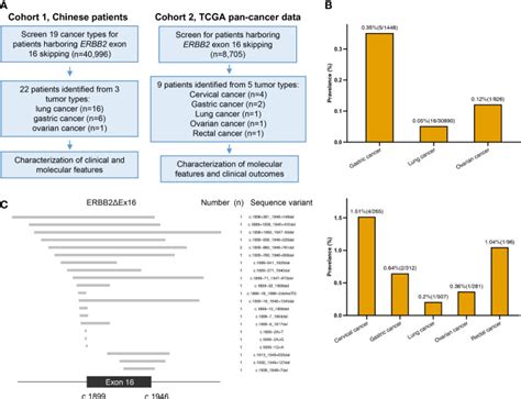 Investigation Of The Prevalence And Clinical Implications Of Erbb2 Exon