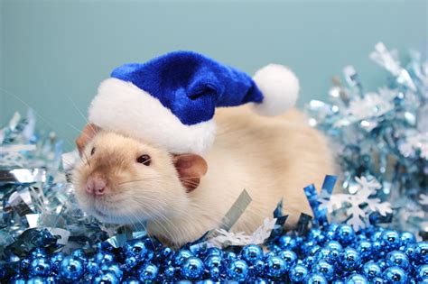 파란색 크리스마스 모자를 쓴 흰 쥐 새해 2020의 상징 새해 복 많이 받으세요 생쥐에 대한 스톡 사진 및 기타 이미지 생쥐 파티 모자 2020년 Istock