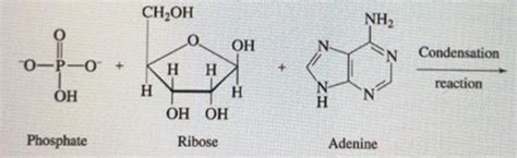 Solved Draw The Structure Of The Nucleotide Adenosine Monophosphate Amp 1 Answer