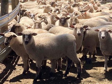 Lot 984 551 Mixed Sex Suckers Auctionsplus