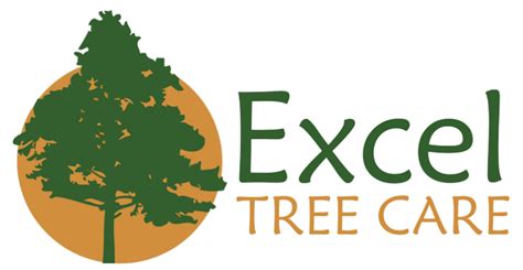 Tree Root Damage Understanding Causes Treatment And Prevention